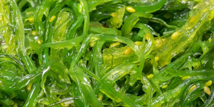 Manfaat Rumput Laut Untuk Kesehatan Tubuh - Info Kesehatan