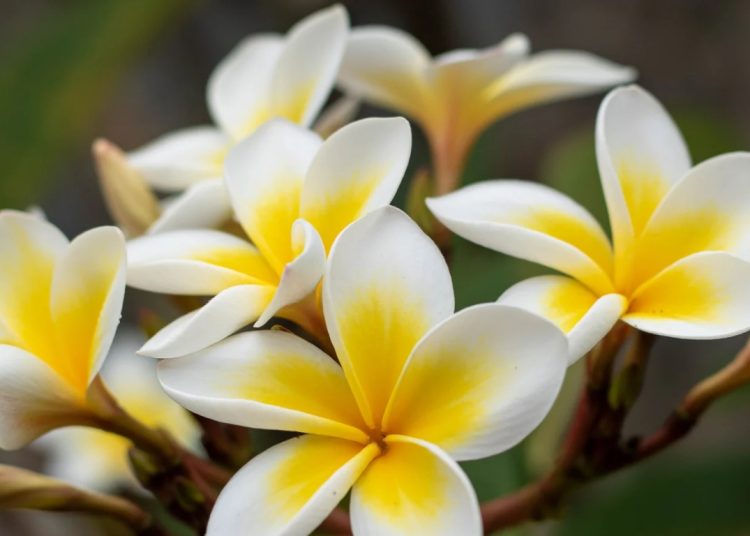 Daun Kratom: Kandungan dan Manfaat Untuk Kesehatan - Info Kesehatan