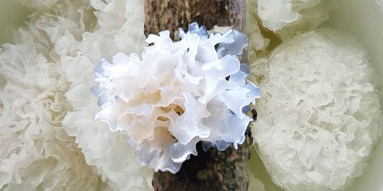 Ketahui Manfaat Jamur Salju Untuk Kesehatan Tubuh - Info Kesehatan