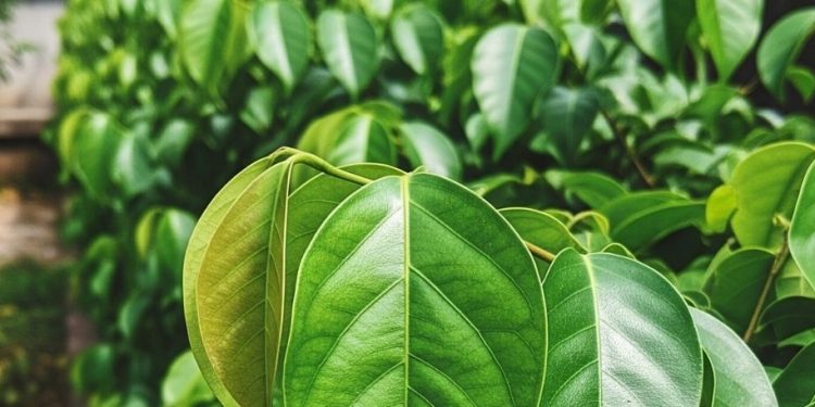 Bentuk dan Manfaat Daun Jarak Pagar yang Sering Jadi Obat Herbal - Info ...